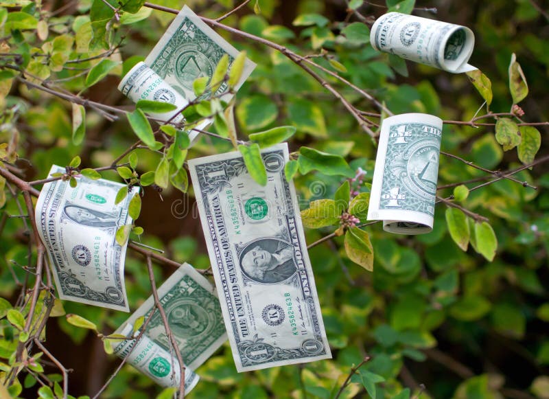 Money tree stock photo. Image of prosper, wealth, investment - 22189680