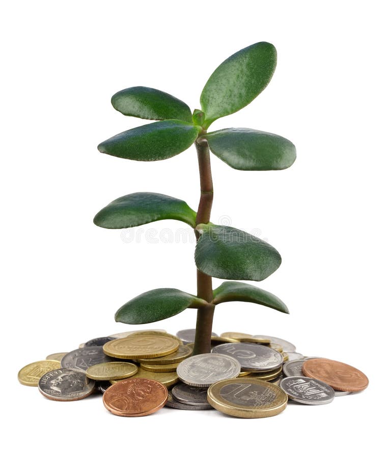 42,332 Money Tree Stock Photos - Free & Royalty-Free Stock Photos from ...