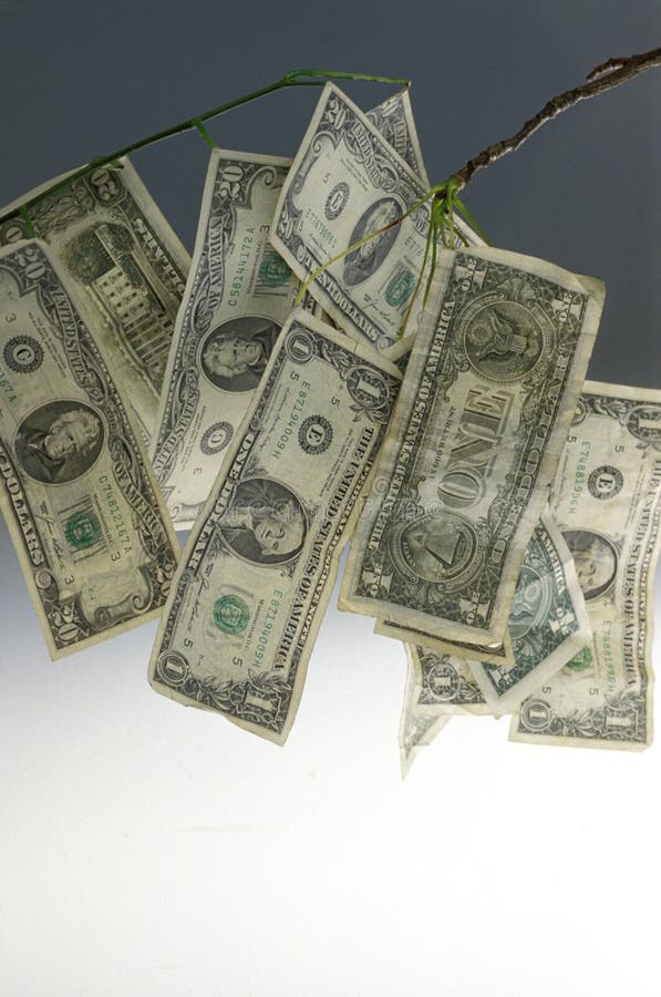 Money Tree stock photo. Image of currency, bill, cash - 29474834
