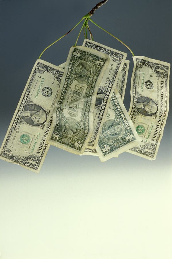 Money Tree stock image. Image of dollars, money, tree - 29474853