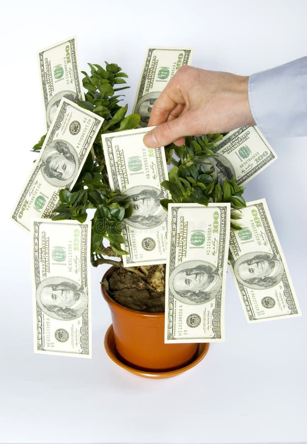 Money tree stock image. Image of money, business, abundance - 4712261