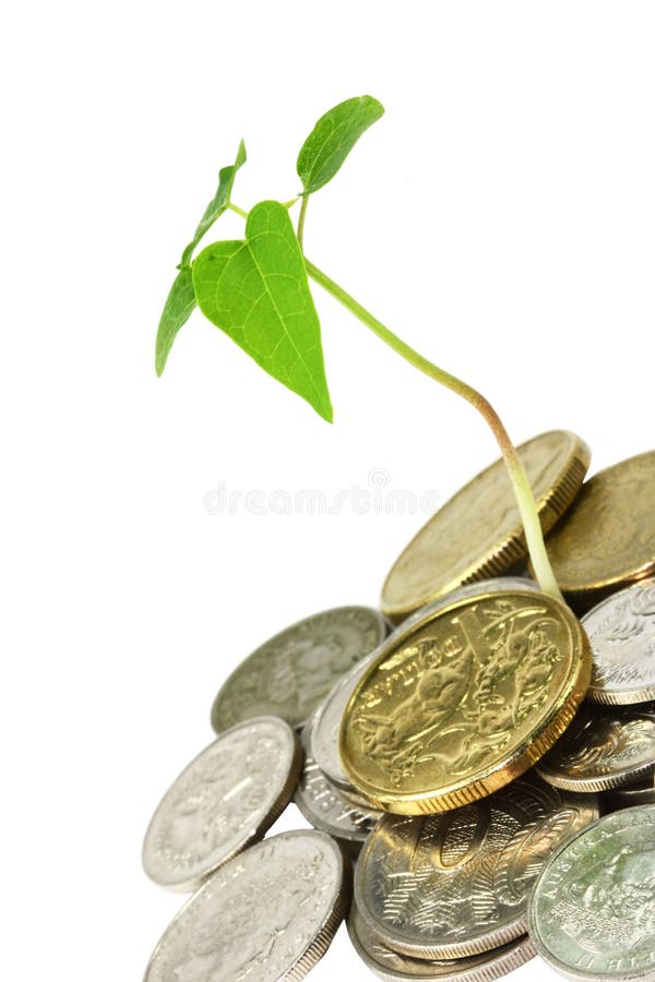Money Tree Picture. Image: 8391545