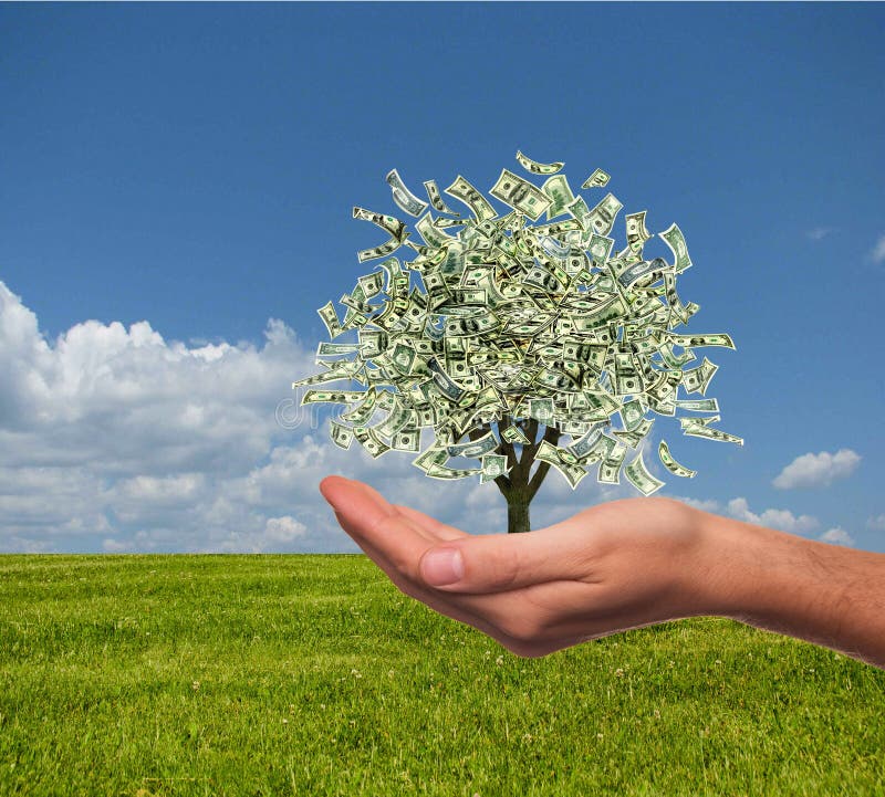 Money Grows on Trees stock photo. Image of growing, business - 6274172