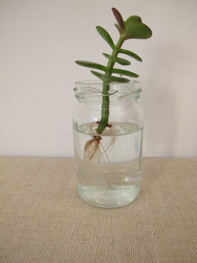 Money Tree Cutting in a Glass of Water Stock Photo - Image of jade ...
