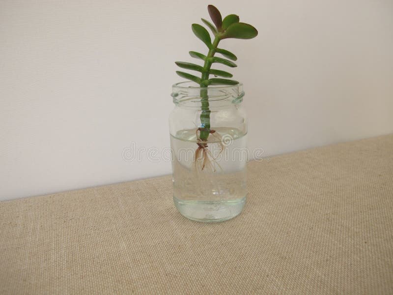 Money Tree Cutting in a Glass of Water Stock Image - Image of lucky ...