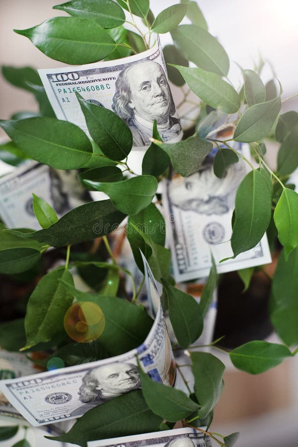 Money Tree with Dollar Bills Growing on Leaves Close Up Stock Image ...