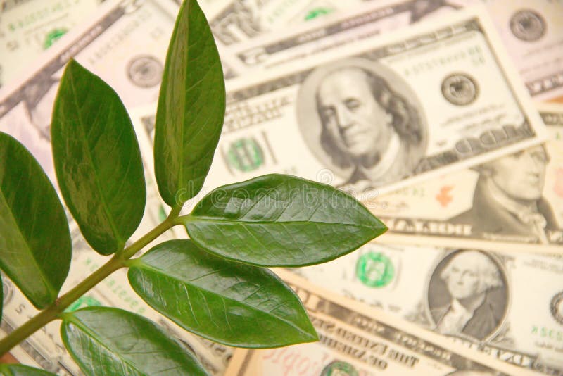 Money tree and dollars stock image. Image of idea, savings - 53346821