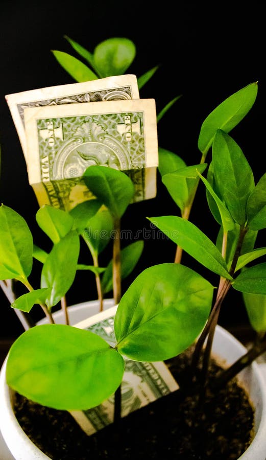 Money Tree with Dollars on a Dark Background. Stock Image - Image of ...