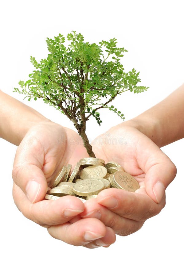 Money tree growth stock image. Image of care, seedling - 21391499