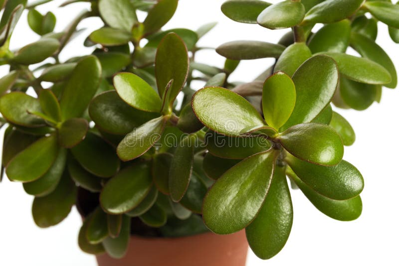 780 Money Tree Cactus Stock Photos - Free & Royalty-Free Stock Photos ...