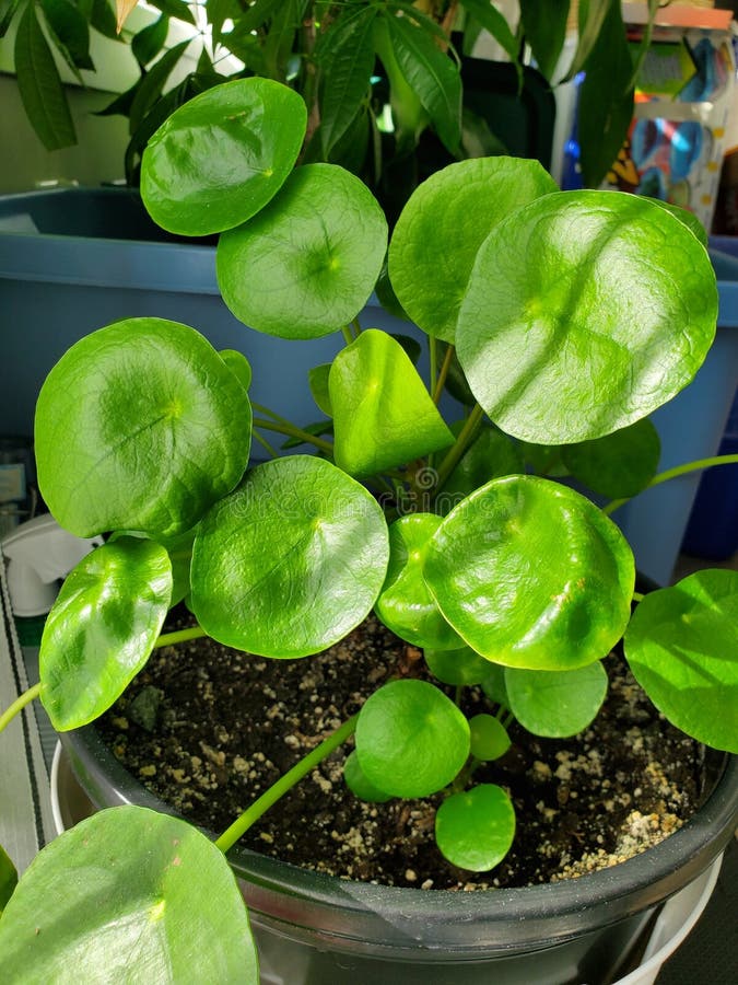 Money Tree Plant Has Circular Leaves Stock Photo - Image of circular ...