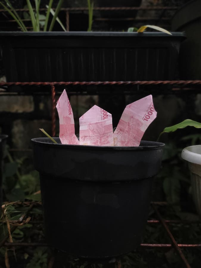 Money tree pohon uang stock image. Image of money, pohon - 263150811