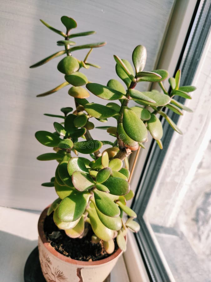 Money tree in sunlight stock image. Image of succulent - 247967555