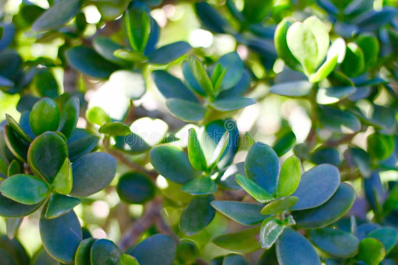 Money tree stock photo. Image of pattern, tree, sunlight - 97199392
