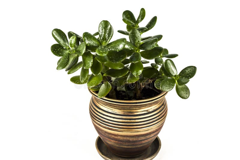 Money tree stock photo. Image of flower, background, white - 49327130