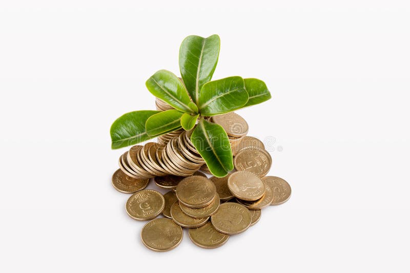 Indian Money Tree Wallpaper