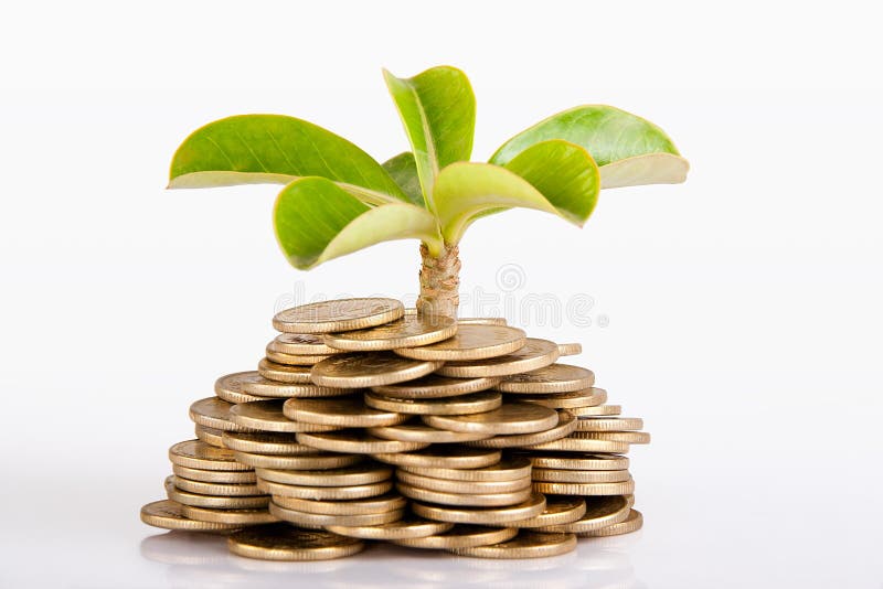 Rupee Money Tree Rupee Tree Stock Photos, Images And Backgrounds For