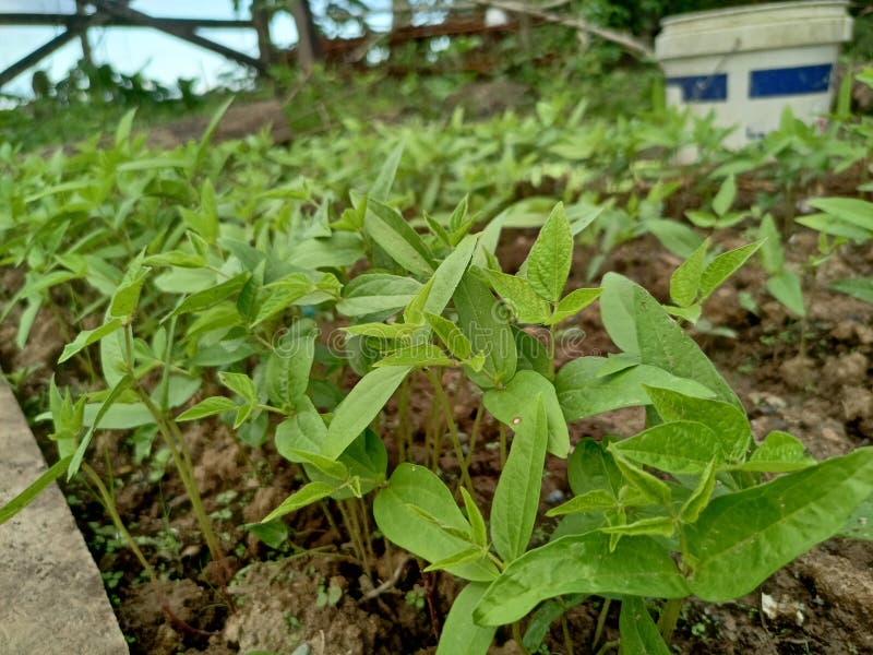 Monggo plant growing stock image. Image of food, produce - 214179311