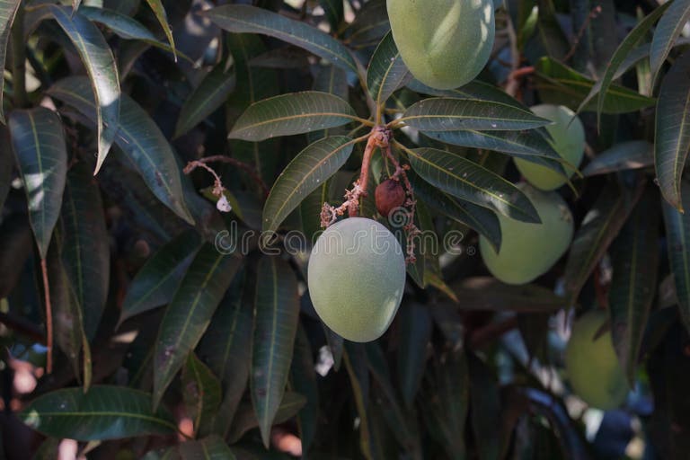 Mongo Fruit Hanging on Tree. Organic Argriculture Concept Stock Image ...