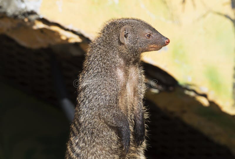 Mongoes stock afbeelding. Image of snuit, staart, dier - 113780531