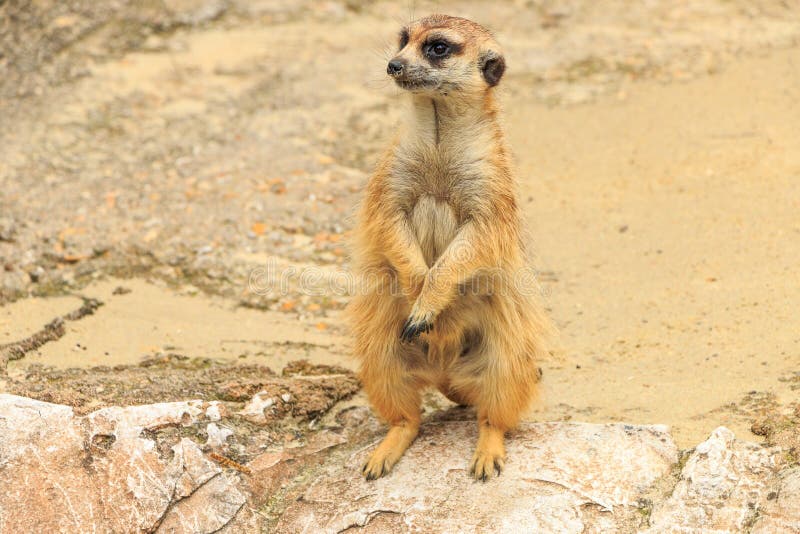 Mongoes stock afbeelding. Image of park, leuk, rome - 118054027