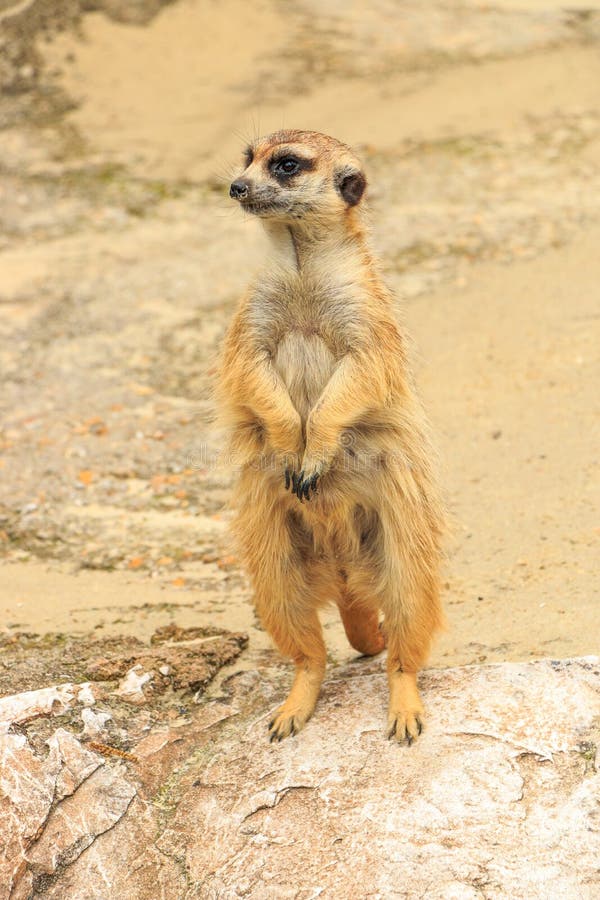 Mongoes stock foto. Image of leuk, fauna, dierentuin - 118054090