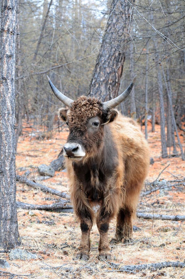 Mongolei – Yak stockfoto. Bild von beweidung, haar, wollig - 5377662