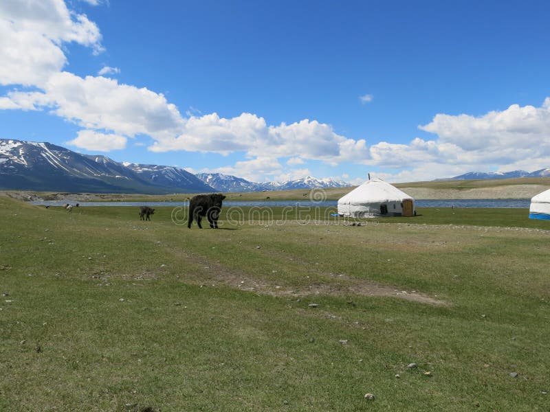 Mongolei-Schafe - Traditioneller Lebensstil Und Landschaft in West ...