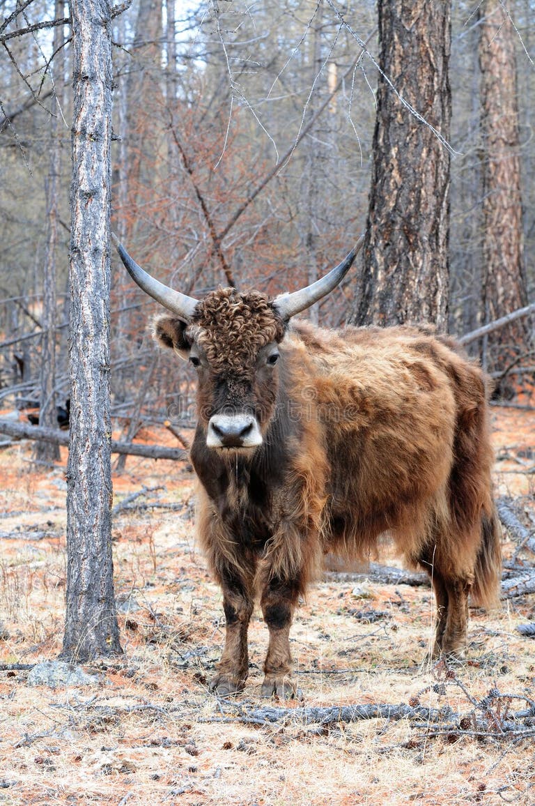 1,197 Mongolian Face Stock Photos - Free & Royalty-Free Stock Photos ...
