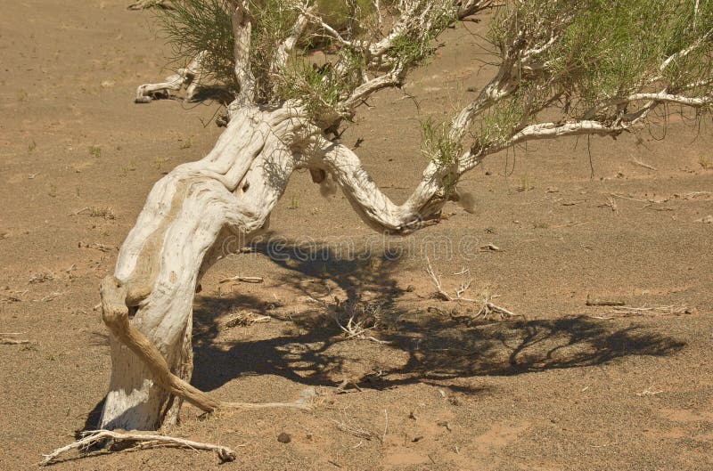 Saxaul Tree Gobi Stock Photos - Free & Royalty-Free Stock Photos from ...