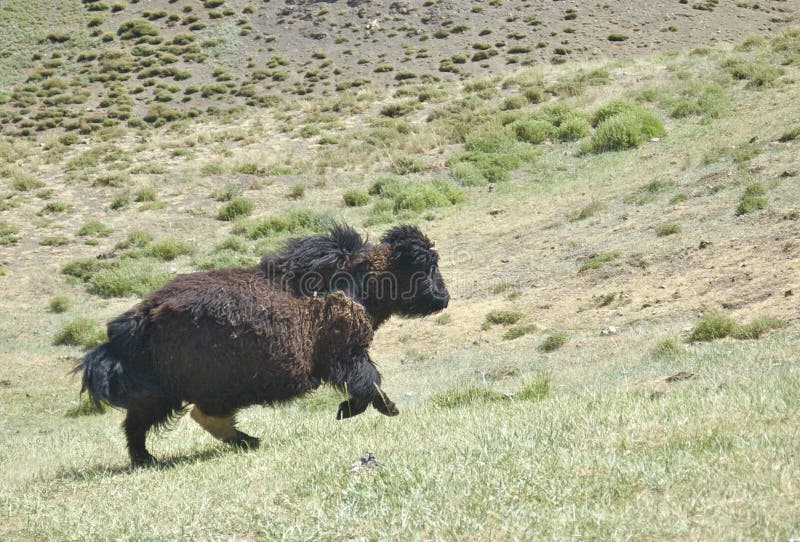 Mongolian Hairy Yak Roaming in the Fields in Mongolia Stock Image ...