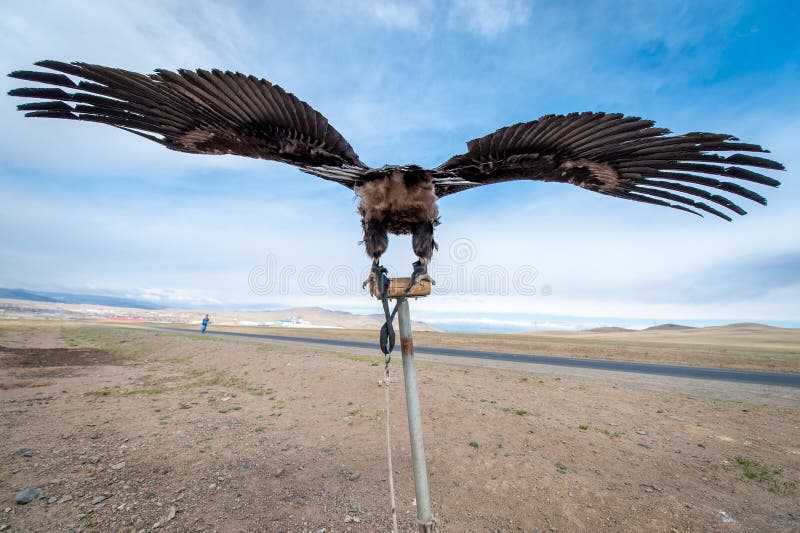 MONGOLIA - May 17, 2015: Specially Trained Eagle for Hunting in ...