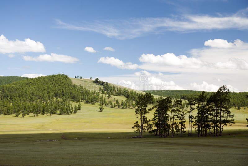 573 Pine Sparse Tree Photos - Free & Royalty-Free Stock Photos from ...