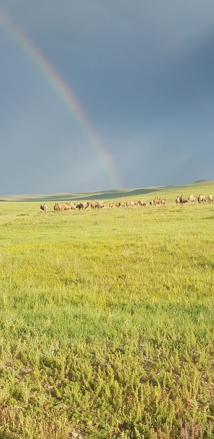 Mongolian Beautiful Nature with Rainbow and Camel Stock Image - Image ...