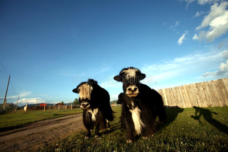 Mongolian cattle stock photo. Image of agriculture, grassland - 34759806
