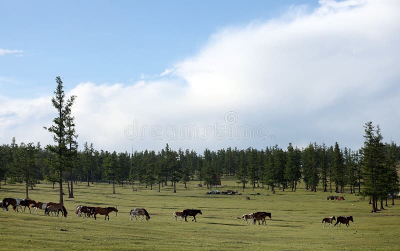 Mongolian cattle stock image. Image of livestock, wilderness - 34760063