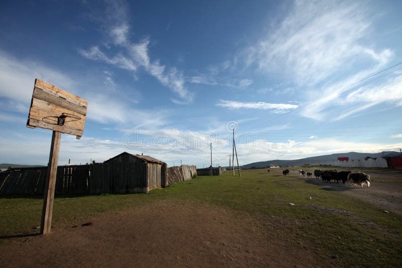 Mongolian cattle stock image. Image of horizon, grazing - 34761465
