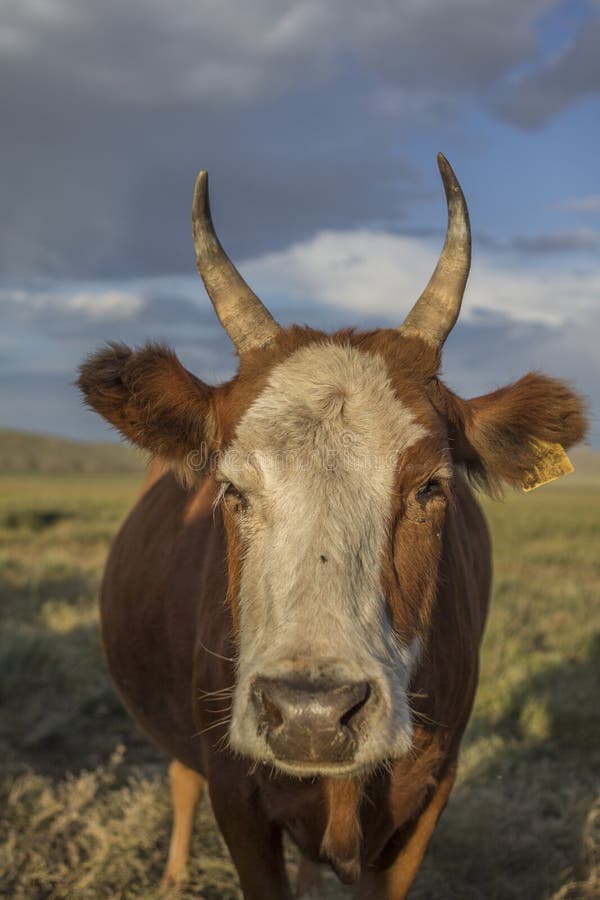 Mongolian Cattle
