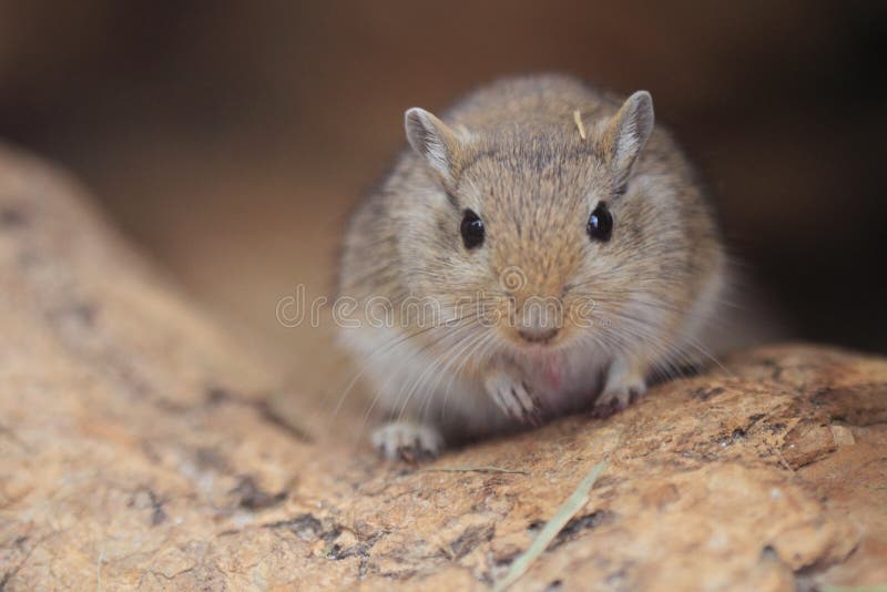 Jird Stock Photos - Free & Royalty-Free Stock Photos from Dreamstime