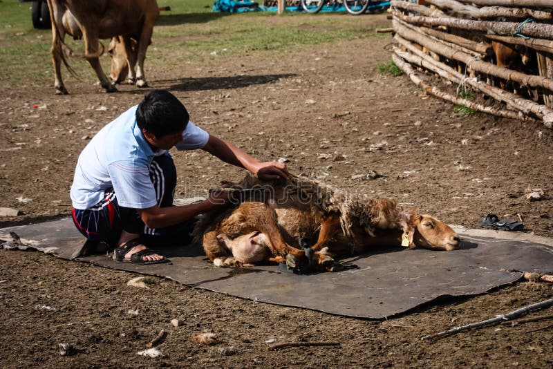 Mongolian Man Shearing Sheep Editorial Stock Photo - Image of field ...