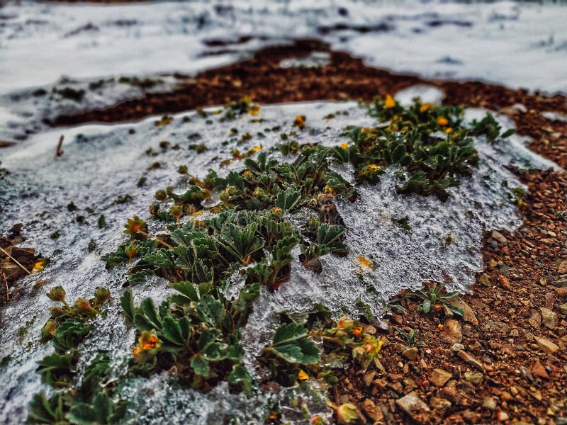 Mongolian spring stock image. Image of earth, mongolian - 163027705