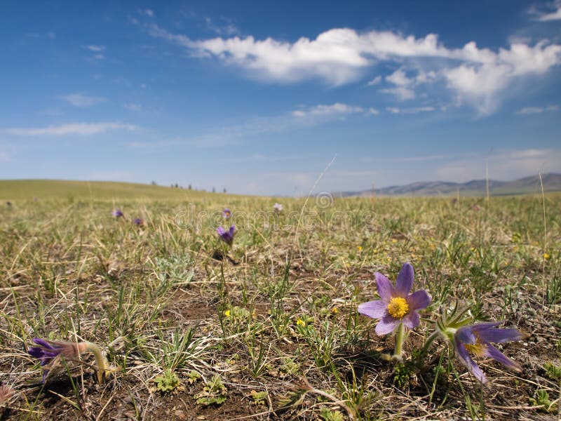 Mongolian steppe in bloom stock image. Image of scenics - 20393479