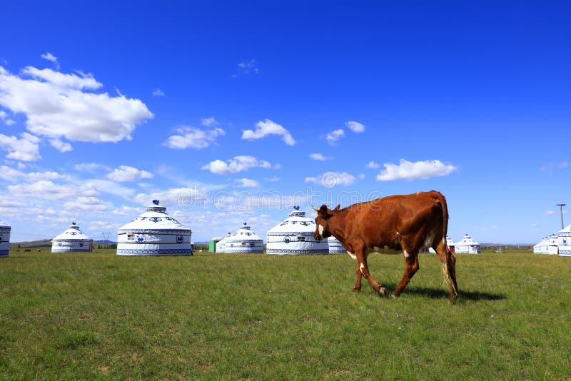 Mongolian yurt stock photo. Image of pasture, scenery - 178500330