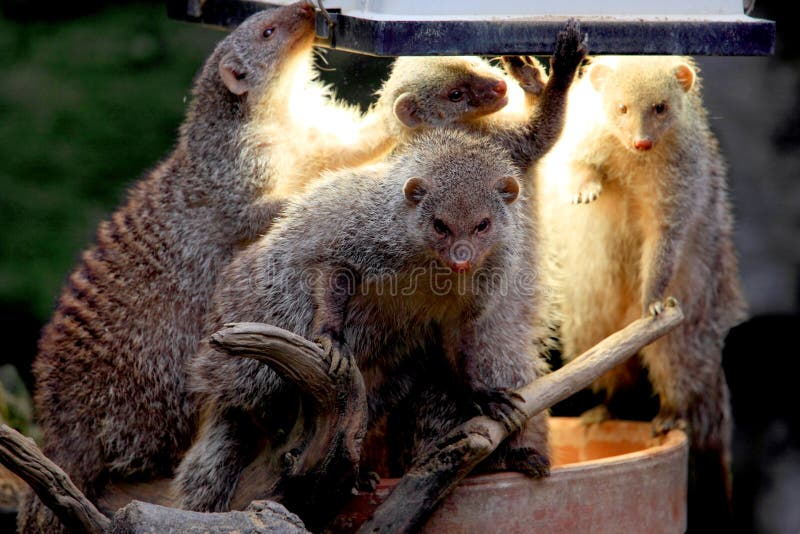 Several Mongeese Stock Photos - Free & Royalty-Free Stock Photos from ...