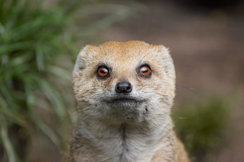 Cute mongoose stock image. Image of cute, squirrel, funny - 1385701