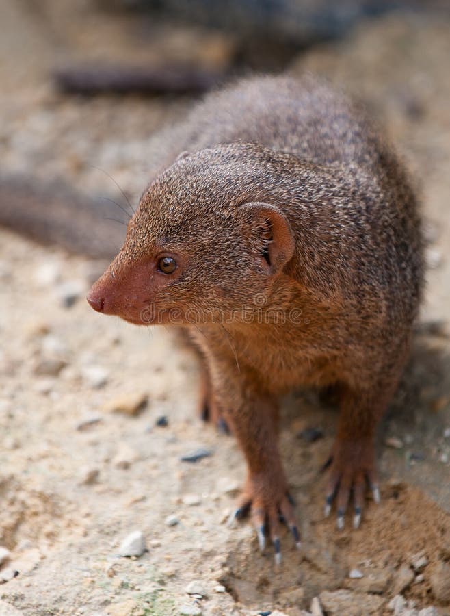 Mongoose stock image. Image of austrian, wild, peering - 15367199 Mongoose stock image. Image of austrian, wild, peering - 15367199