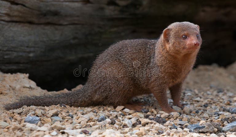 356 Mongoose Eating Stock Photos - Free & Royalty-Free Stock Photos ...