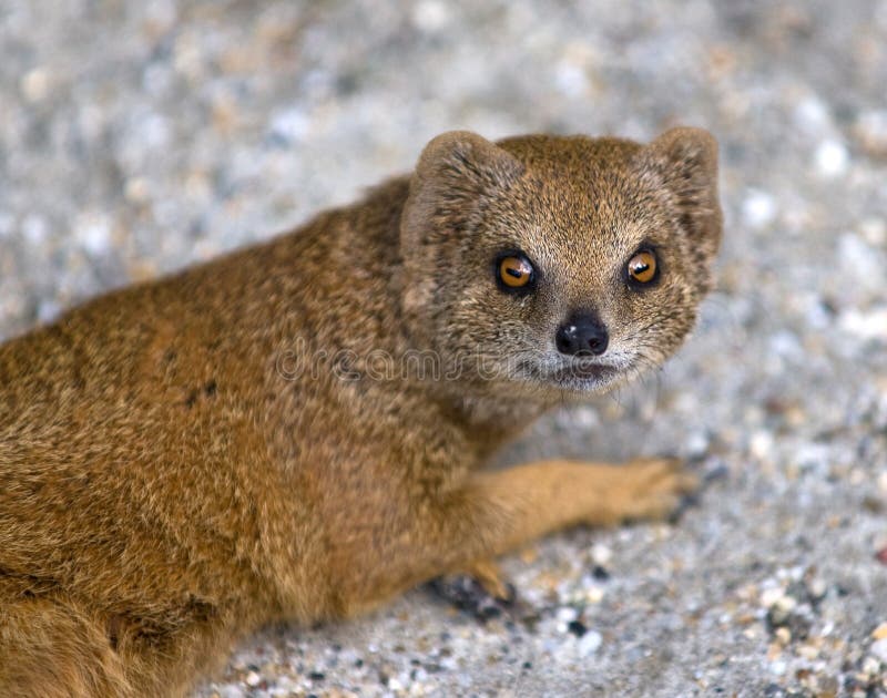 Yellow mongoose stock image. Image of outdoors, mammal - 22696299