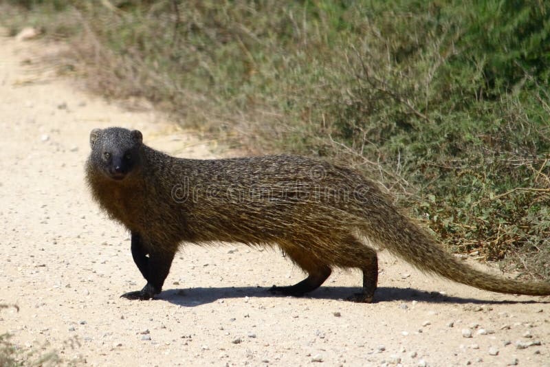 Yellow mongoose stock image. Image of outdoors, mammal - 22696299
