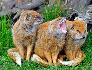 Mongoose stock photo. Image of south, carnivore, horizontal - 21641534